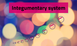 Integumentary system by Steven Kapsalis on Prezi