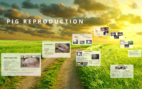 PIG REPRODUCTION by Chantal Ryall on Prezi