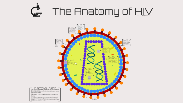 The Anatomy of HIV by jess gar on Prezi