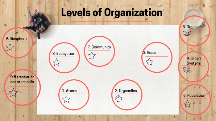 Levels of organization by Madison Erickson on Prezi