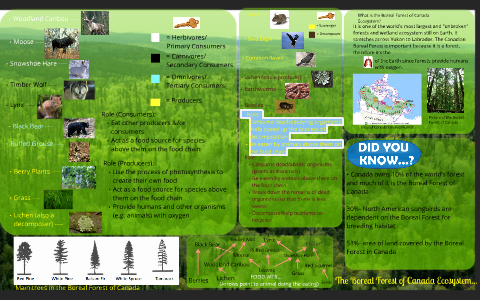 The Boreal Forest of Canada Ecosystem by Parmpreet :) on Prezi