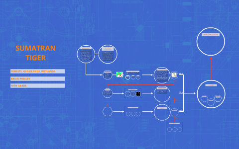 SUMATRAN TIGER by brian presley