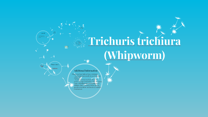 Trichuris trichiura (Whipworm) by Sheetal Jammi on Prezi