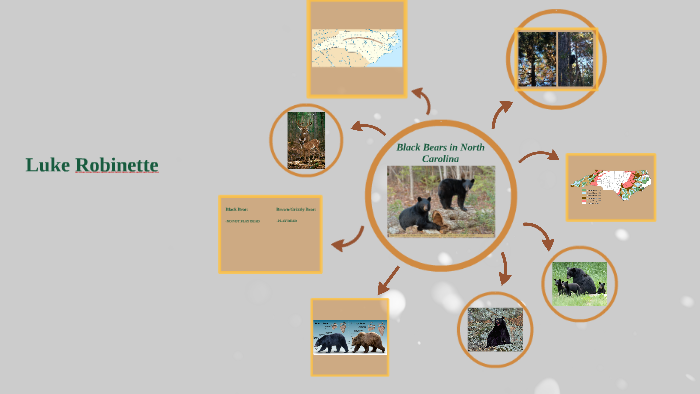 Black Bears in North Carolina by Luke Robinette on Prezi