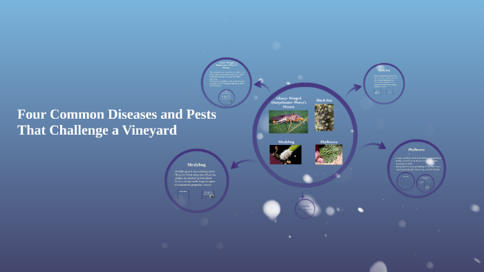 Four Common Diseases and Pests That Challenge a Vineyard by Hannah Olson