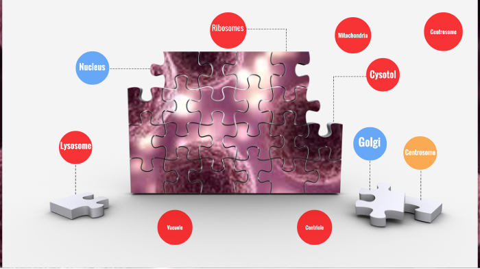 Community Cell Map by Jeffrey DePasquale on Prezi