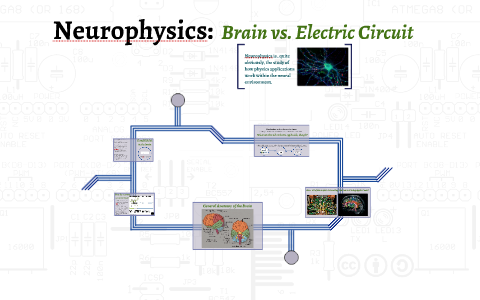 Neurophysics: by Kali Staman on Prezi