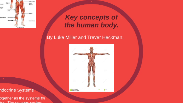Key concepts of the human body. by Trever Heckman on Prezi