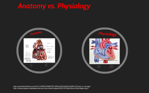Anatomy vs. Physiology by Cameron Perry on Prezi