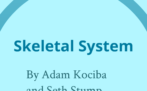 Skeletal system, Health by seth stump on Prezi