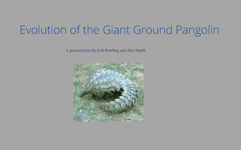 Evolution: The Giant Ground Pangolin by Josh Bowling on Prezi