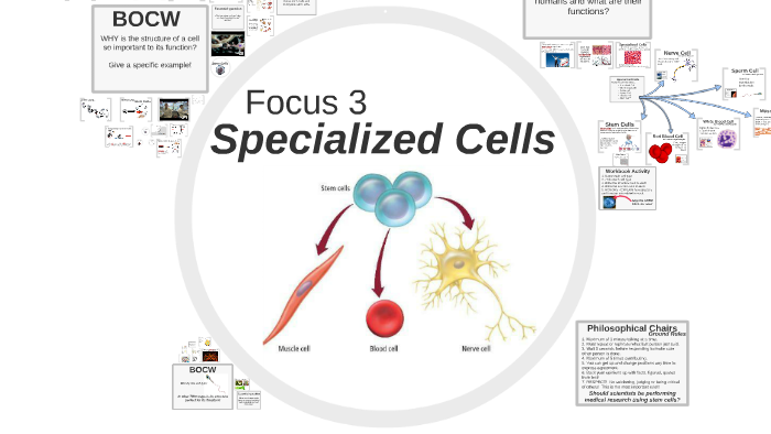 Focus 3: Specialized Cells by Nicole Martin on Prezi