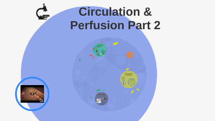 Circulation & Perfusion Part 2 by Natalie Salgado on Prezi
