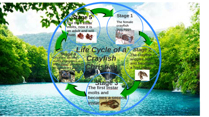 Life Cycle of a Crayfish by Heather Polen on Prezi