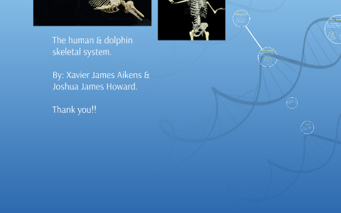 The human & dolphin skeletal system by Xavier Aikens on Prezi