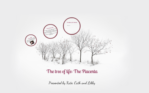 Tree of life: The Placenta by kate greedy
