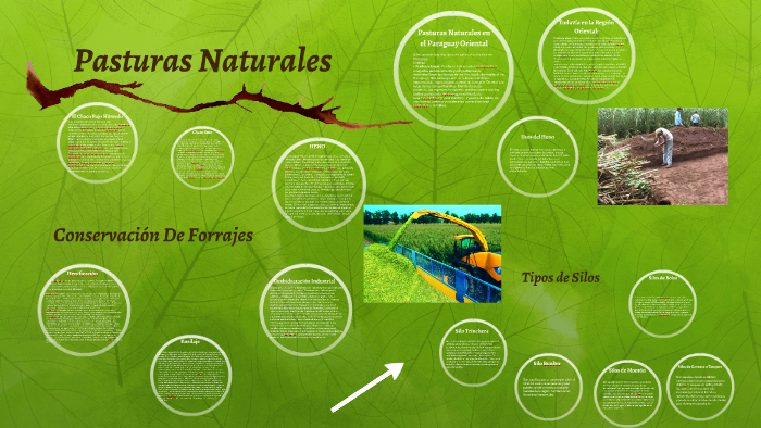 Pasturas Naturales by Giannina Ines Guimaraes Riveros on Prezi