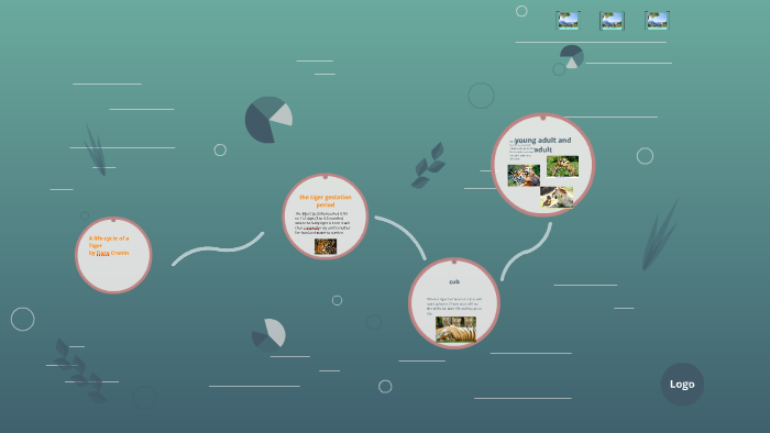 the life-cycle of a tiger by Sonya Ferro on Prezi