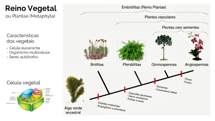 Reino Plantae (Metaphyta) by Guilherme Borges on Prezi