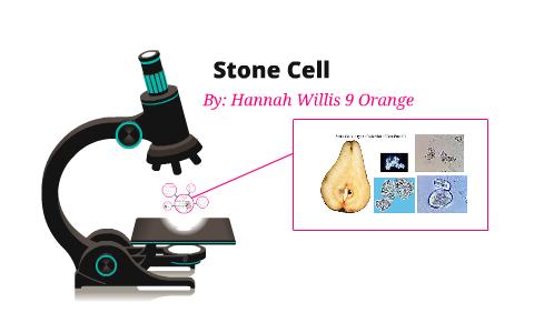 Stone Cell by Hannah Willis on Prezi