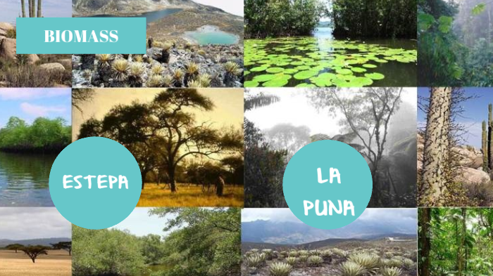 Biomas: Estepa Y La Puna by Valentina Garcia on Prezi