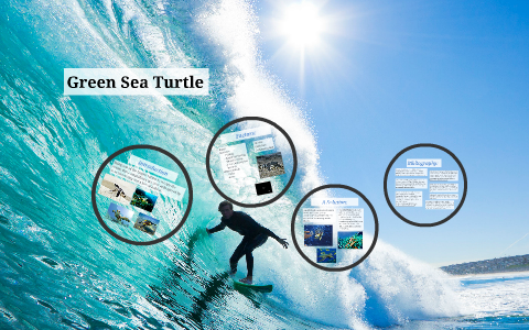 Green Turtles by Madison Malott on Prezi