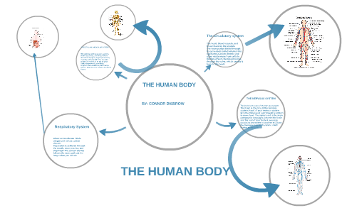 THE HUMAN BODY by Connor Disbrow