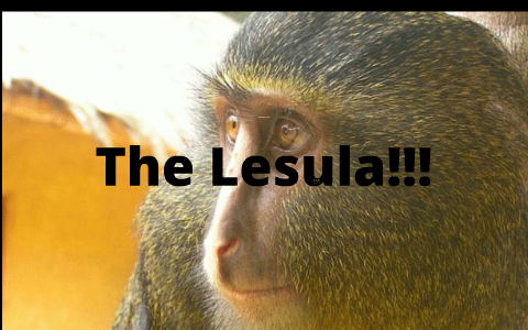 The Newest Monkey.....The Lesula!! By: Drew Boudreaux by Regina Watkins on Prezi