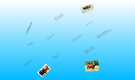 Beef Breeds by grace evenson on Prezi