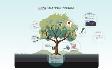 Xeric Oak-Pine Forests by Kathryn Rees on Prezi
