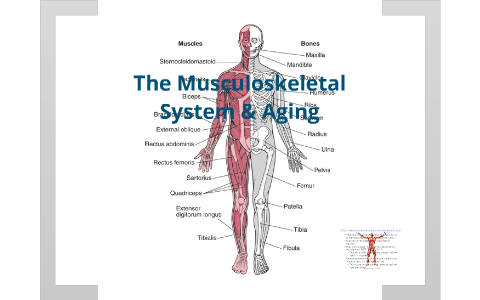 The Musculoskeletal System & Aging by Alex Gum on Prezi