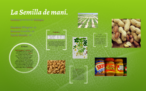 La Semilla de maní. by Cande Sentana on Prezi