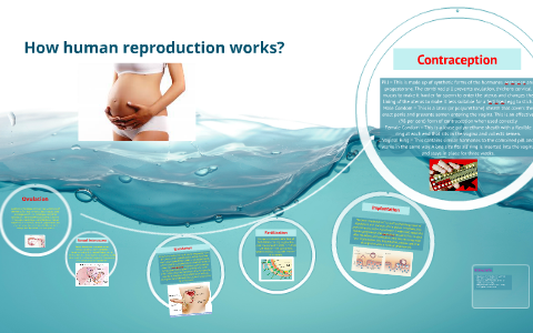 How human reproduction works? by Grace James on Prezi