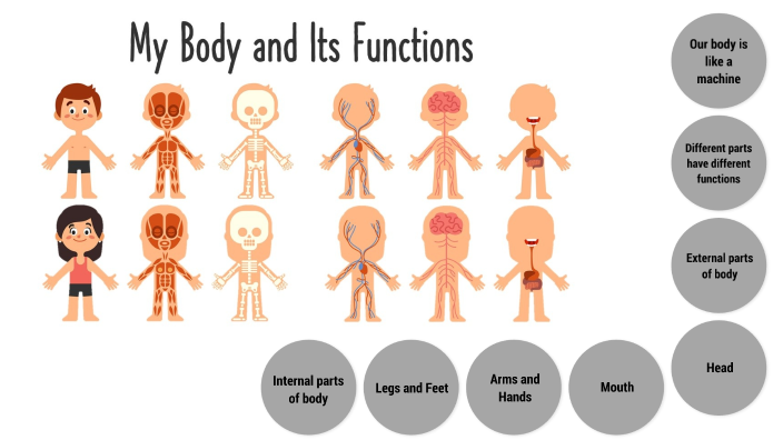 My Body and Its Functions by Maronel van Schalkwyk on Prezi
