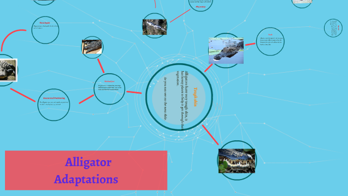 Alligator Adaptations by Logan Warriors on Prezi