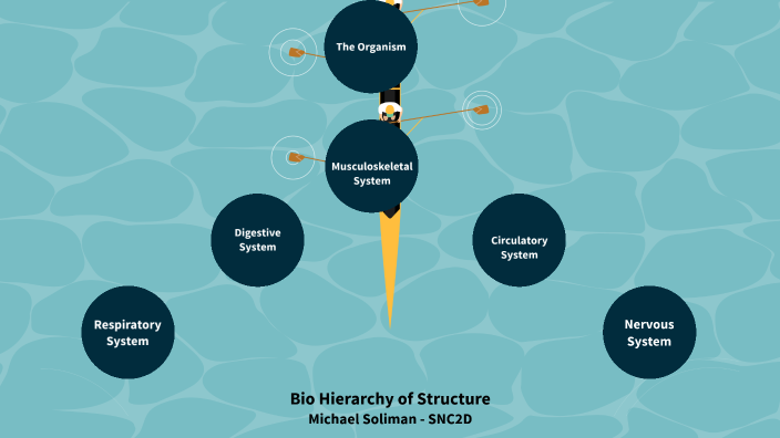 Bio Hierarchy of Structure by Michael Soliman on Prezi