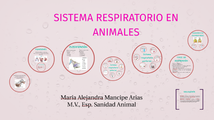 SISTEMA RESPIRATORIO EN ANIMALES by Alejandra Mancipe on Prezi
