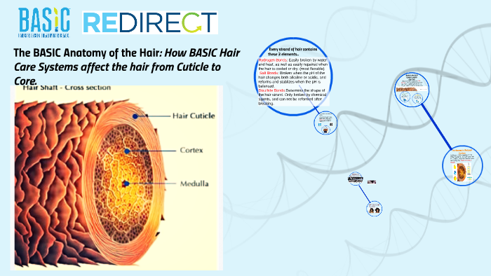 The BASIC Anatomy of the Hair: How BASIC Hair Care Systems a by Latoya ...