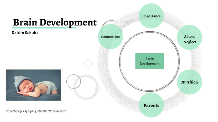 Brain Development Brochure by Kaitlin Schultz on Prezi