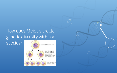 How does Meiosis create genetic diversity within a species? by Tayler ...