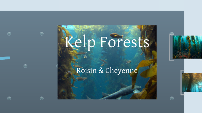 Kelp Forest Food Web by roisin burke on Prezi