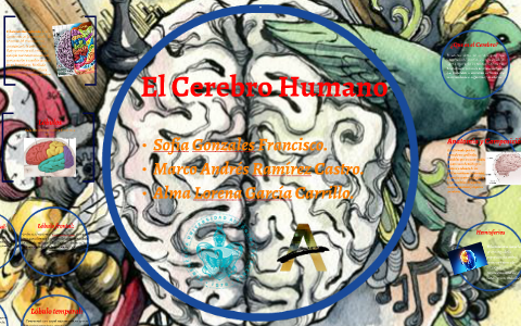 El Cerebro Humano By Mario Hc On Prezi