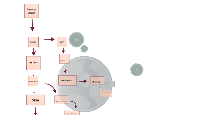 Immune System Graphic Organizer by holly ediger on Prezi