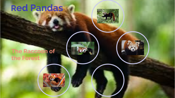 Red Pandas by Emma Kinkead on Prezi