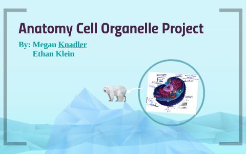 Anatomy Cell Organelle Project by Ethan Klein on Prezi