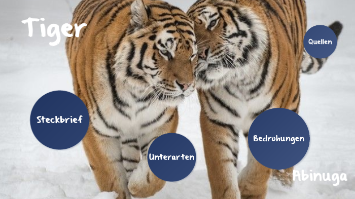 Tiger by Abi Jenner on Prezi