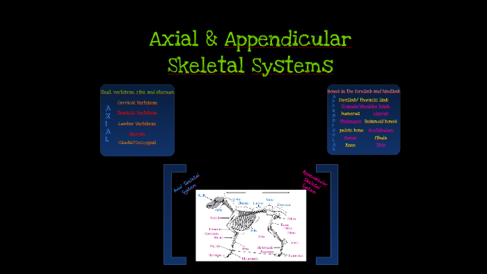 Axial & Appendicular by Emma Bartz