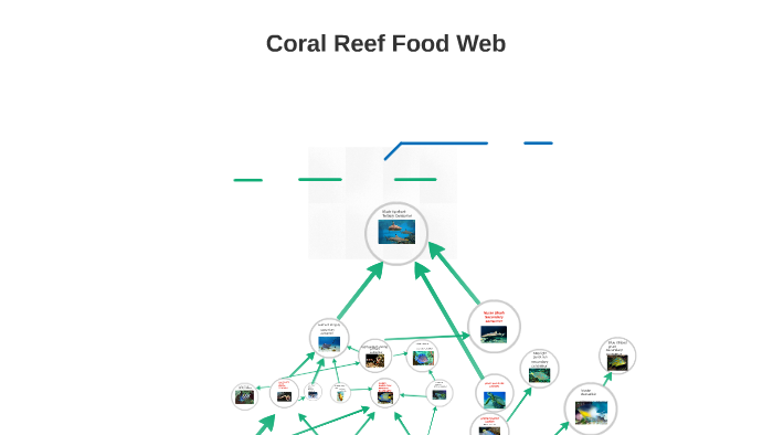 Coral Reef Food Web by Will Fuller on Prezi