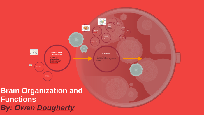 Brain Organization and Functions by Owen Dougherty on Prezi
