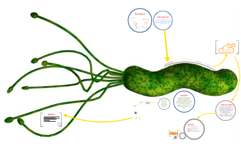 Bacterias by Marco Gutierrez on Prezi